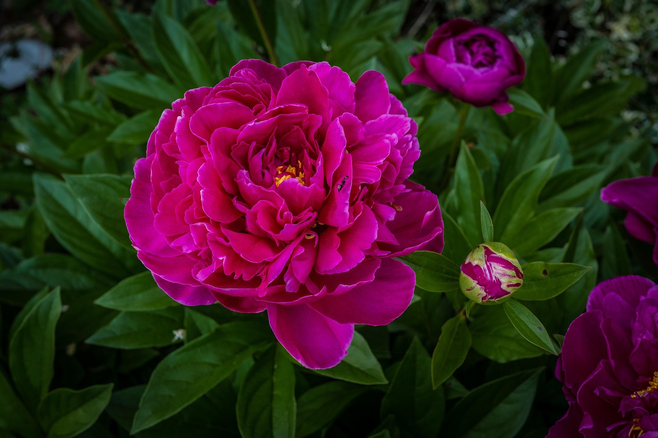 3,000+ Free Peonies & Peony Images - Pixabay
