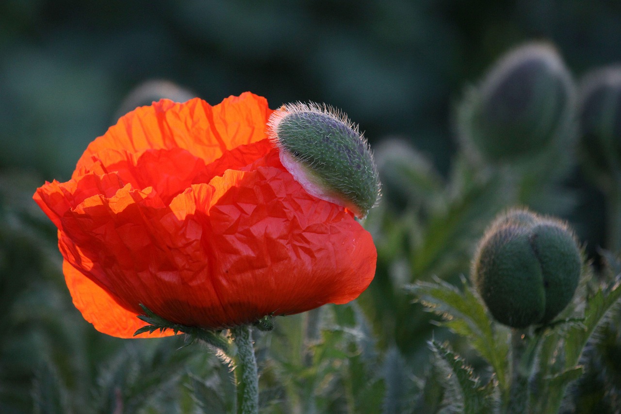 10,000+ Free Poppies & Poppy Photos - Pixabay