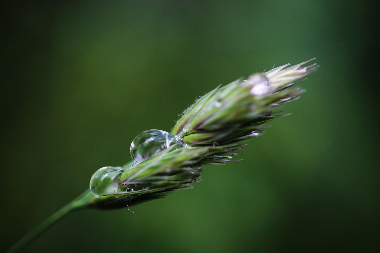 Nature Plant Rain - Free photo on Pixabay - Pixabay