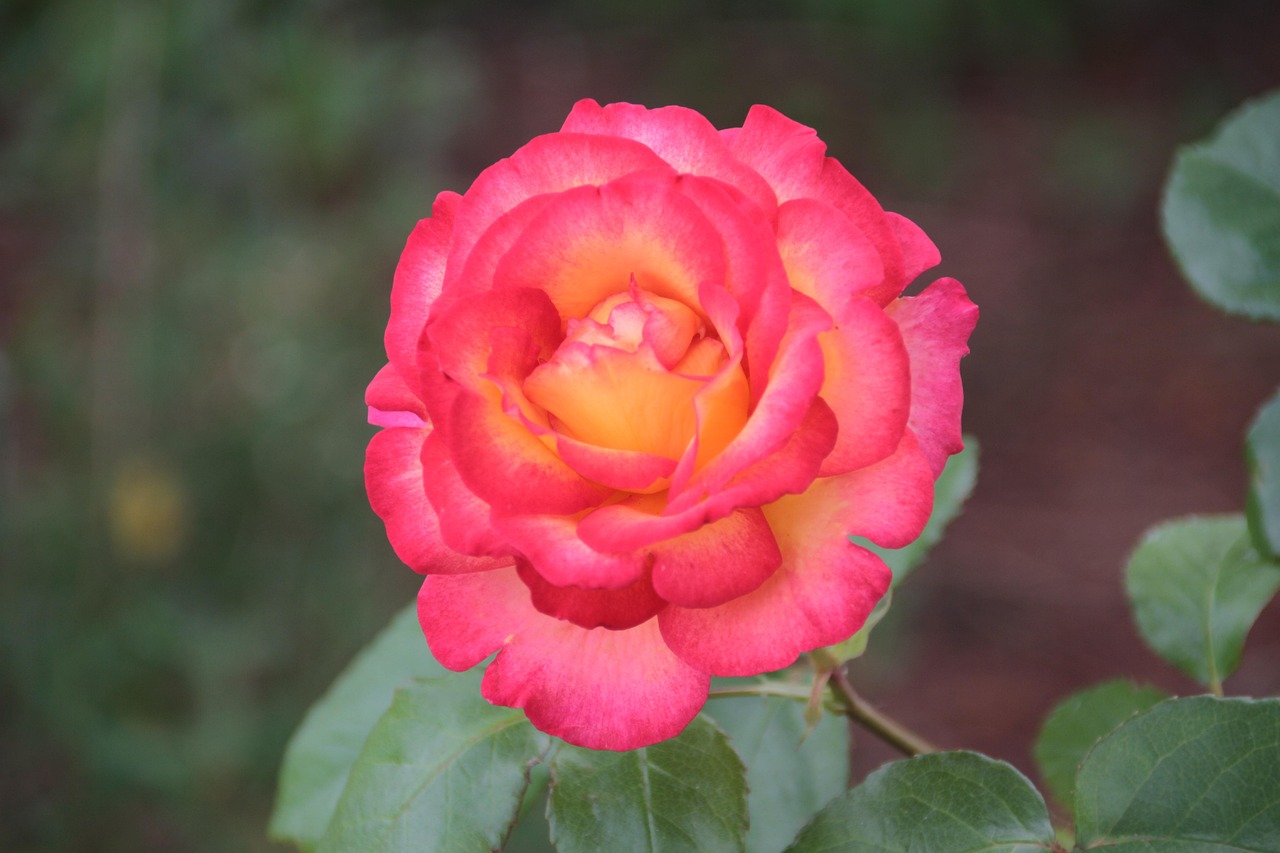 Bush Rosebush Roses Rose - Free photo on Pixabay