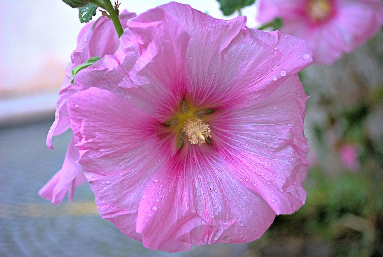 Fleur Rose Jardins La - Photo gratuite sur Pixabay - Pixabay