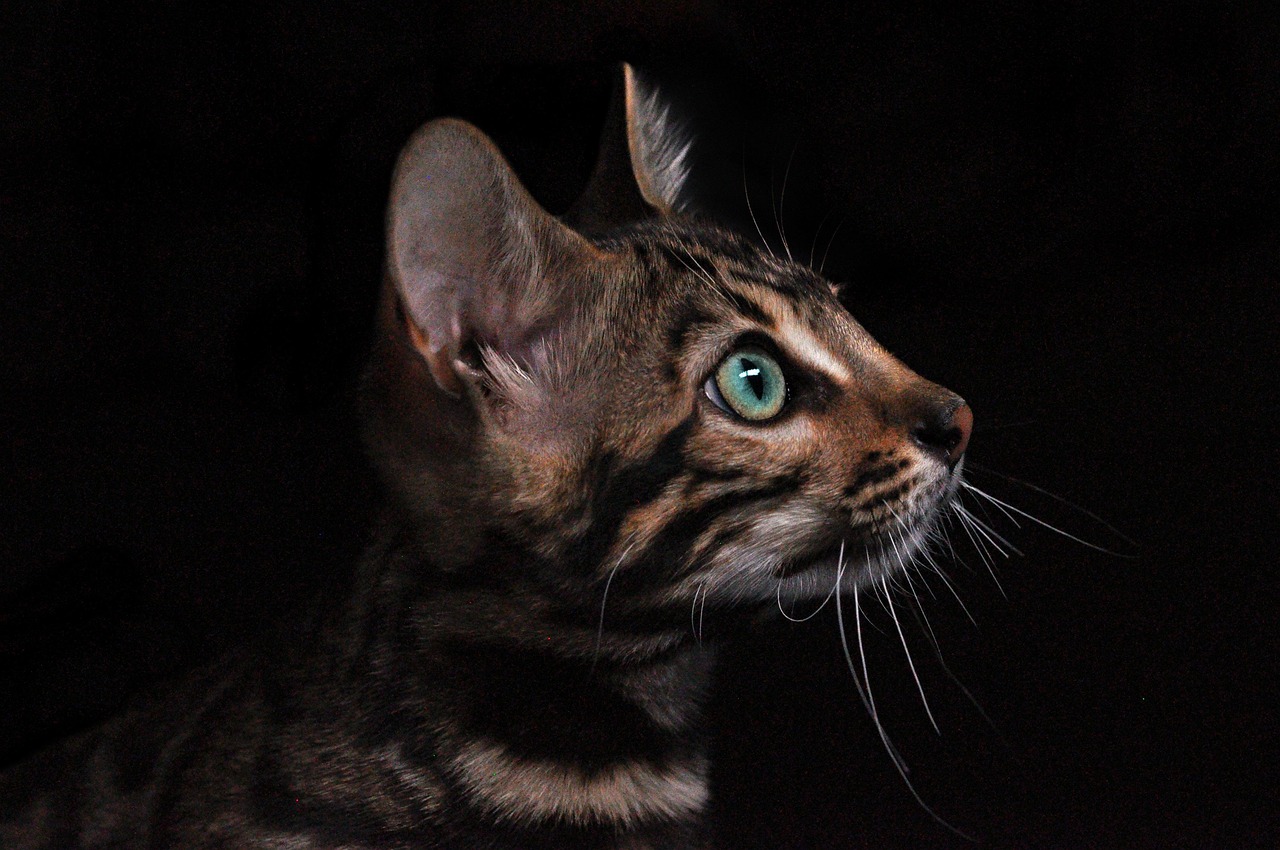 Cat Dog And - Free photo on Pixabay - Pixabay