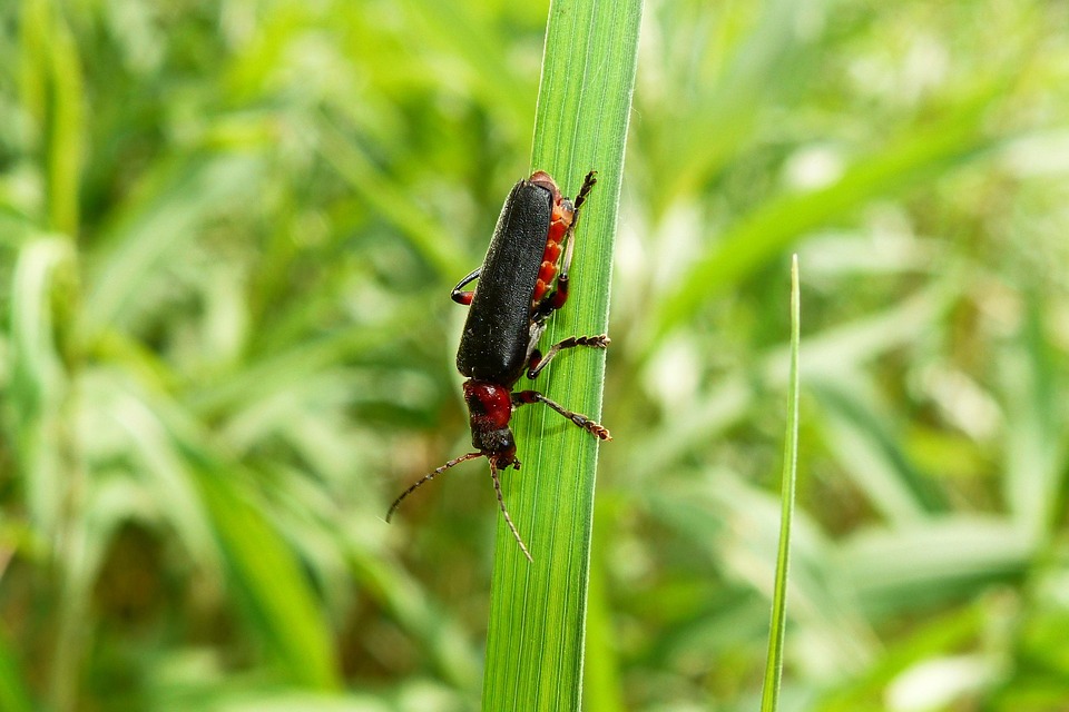 Animales Los Invertebrados Insecto - Foto gratis en Pixabay - Pixabay