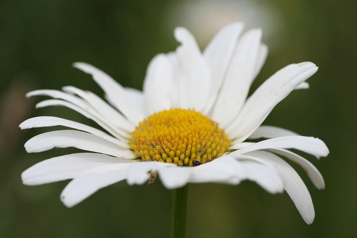 800+ kostenlose Marguerite und Blume-Bilder - Pixabay