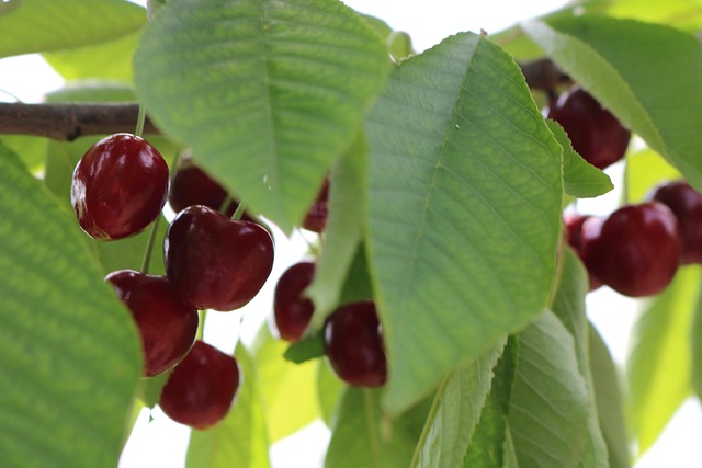 Cereza Hoja Verde - Foto gratis en Pixabay - Pixabay