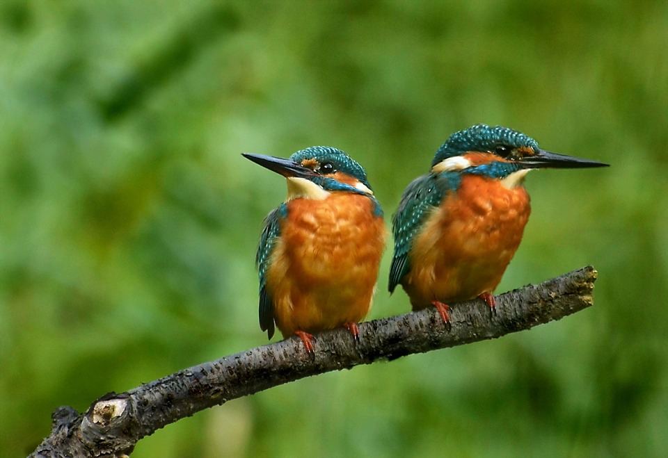 Der-Eisvogel Bunt Natur - Kostenloses Foto auf Pixabay