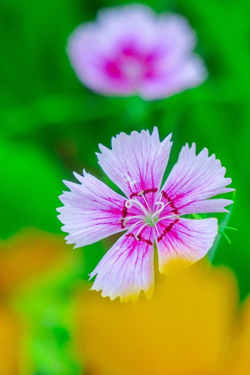 Dianthus Flower Plant - Free photo on Pixabay - Pixabay