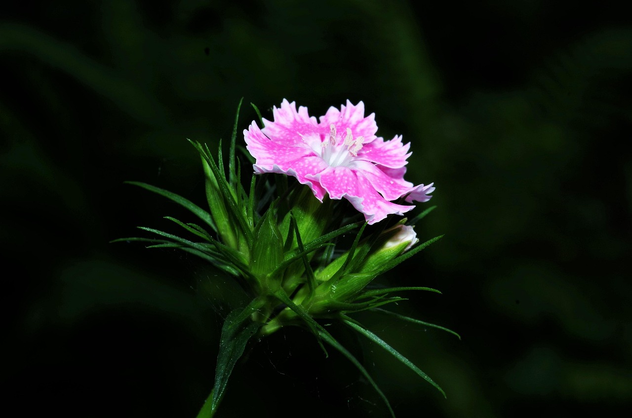 50,000+ Free Carnation Flowers & Nature Images - Pixabay