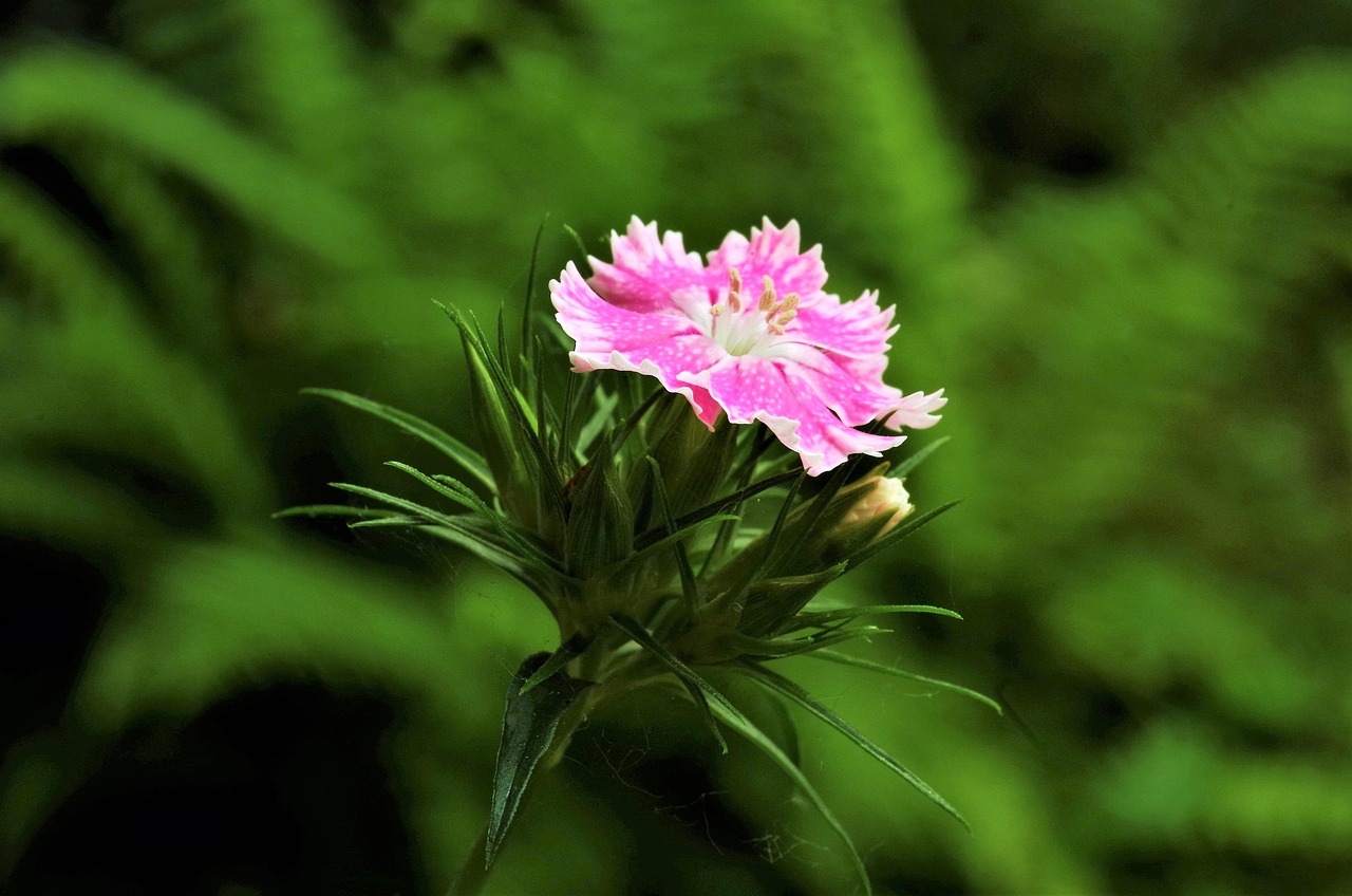 Plus de 1 000 images de Oeillet et de Belles Fleurs - Pixabay