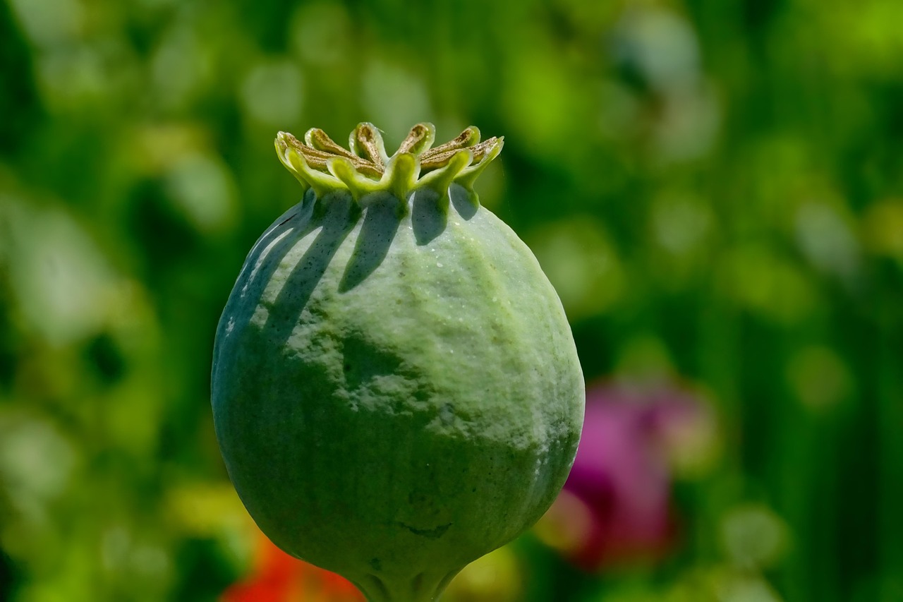10,000+ Free Opium Poppy & Poppy Images - Pixabay