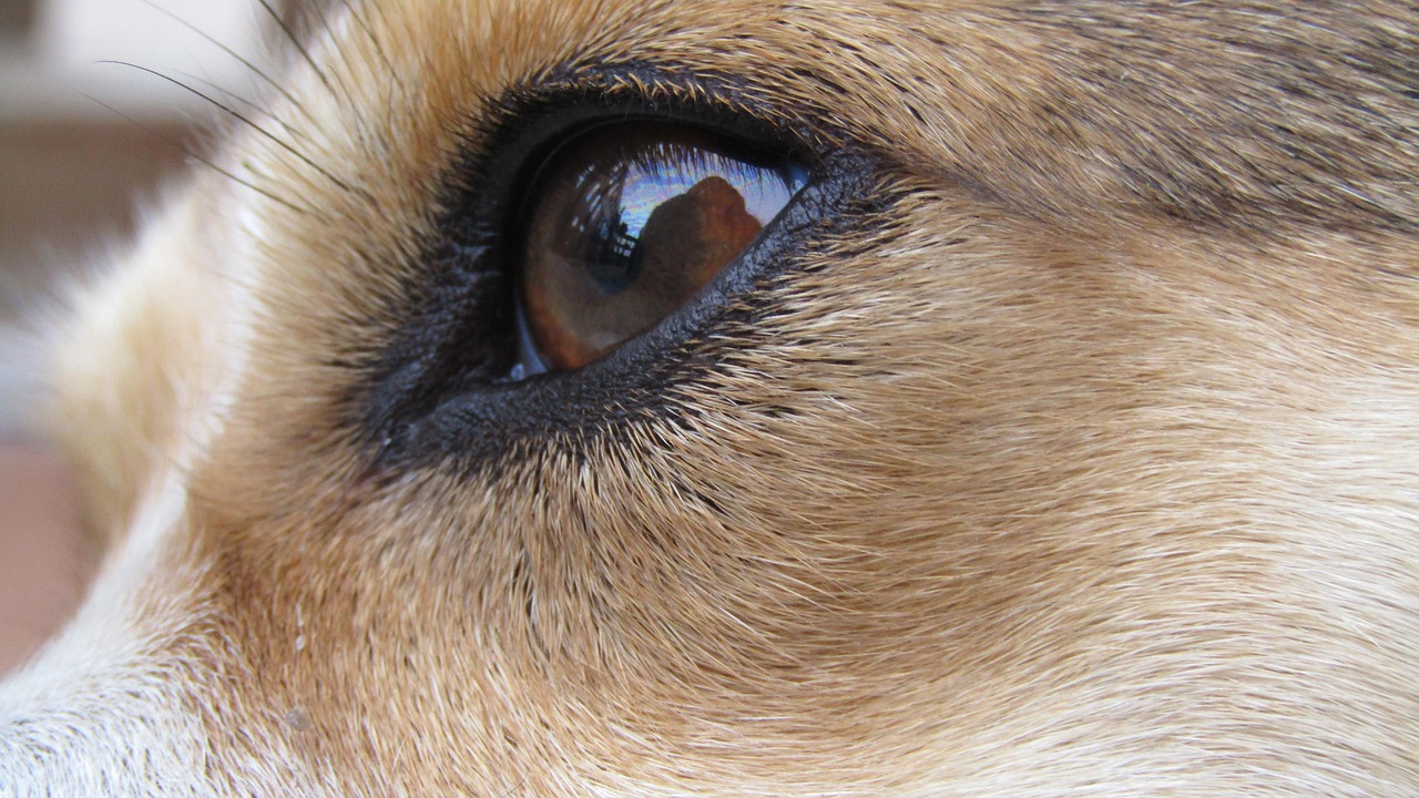 1+ Free Dogeyes & Eye Images - Pixabay