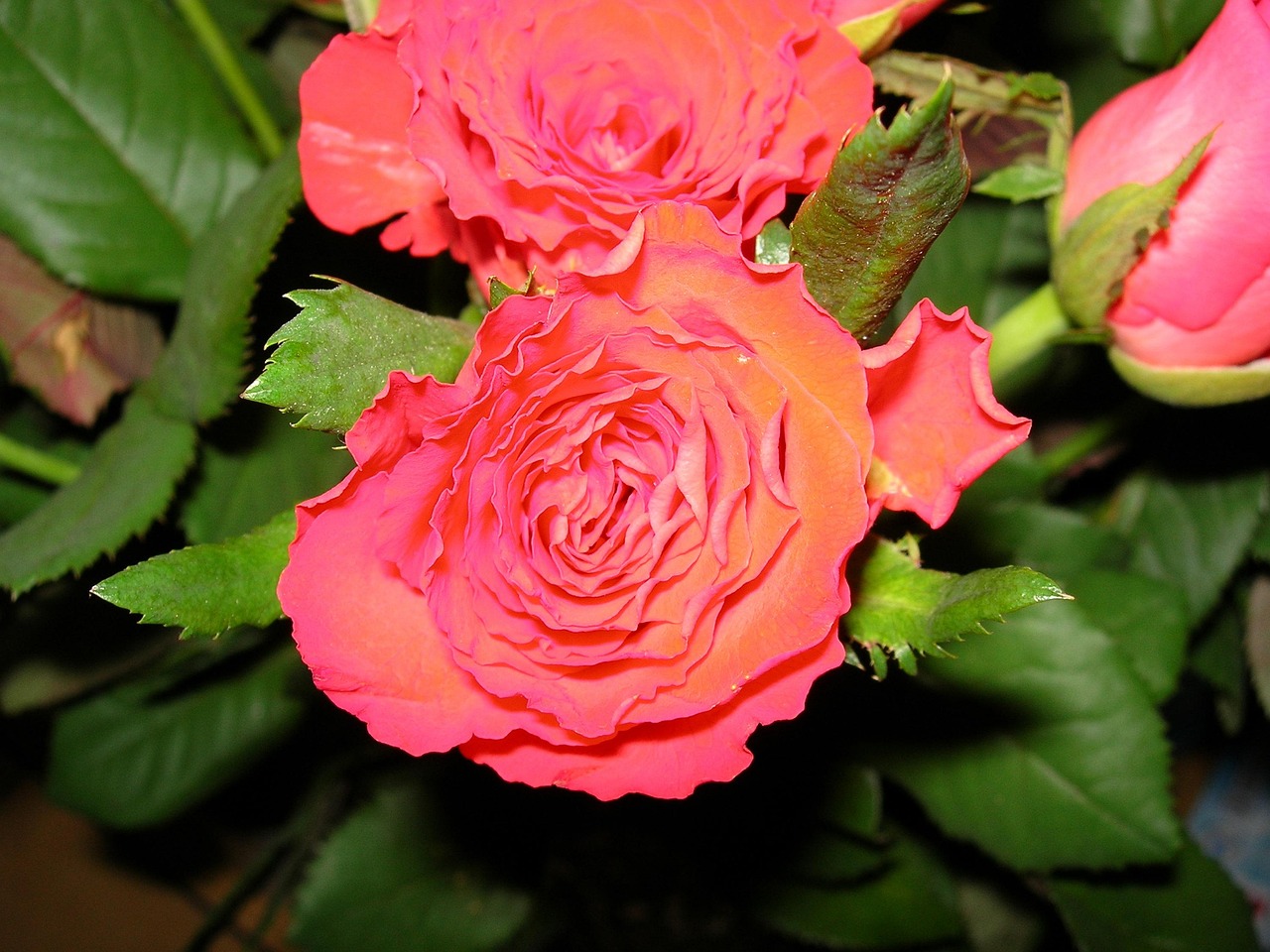 Rose Flower Wither - Free photo on Pixabay - Pixabay
