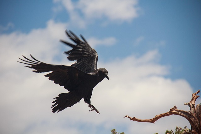 Corbeau Oiseau En Volant Le - Photo gratuite sur Pixabay