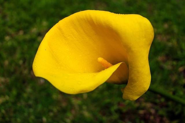 Más de 60 000 imágenes gratis de Flor Alcatraz y Alcatraz - Pixabay