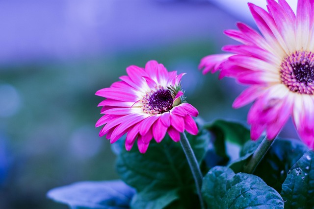 Bella Flor Gérbela - Foto gratis en Pixabay