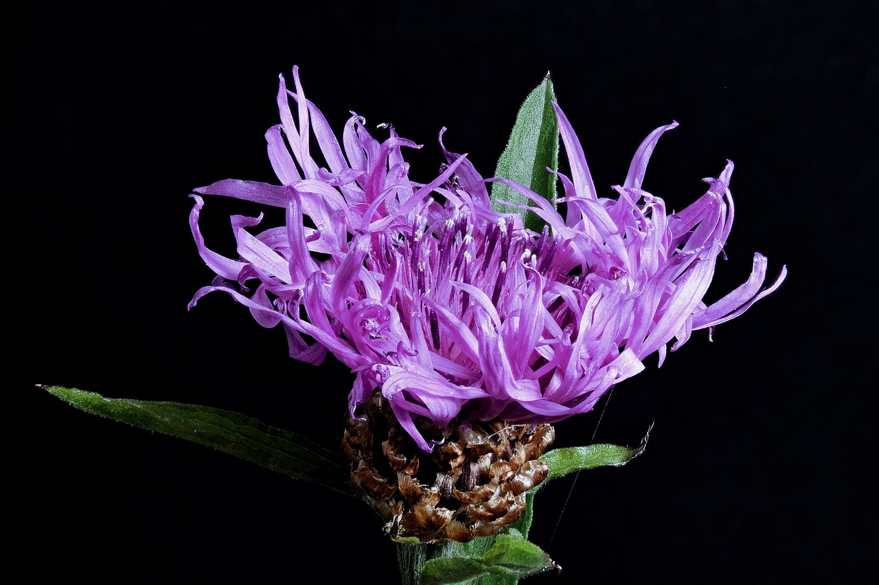 10+ Free Flower Head Photos & Dionysus Images - Pixabay