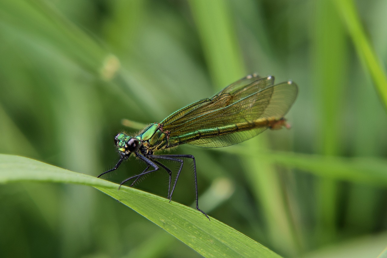 Dragon-Fly Early Heath Dragonfly - Free photo on Pixabay - Pixabay