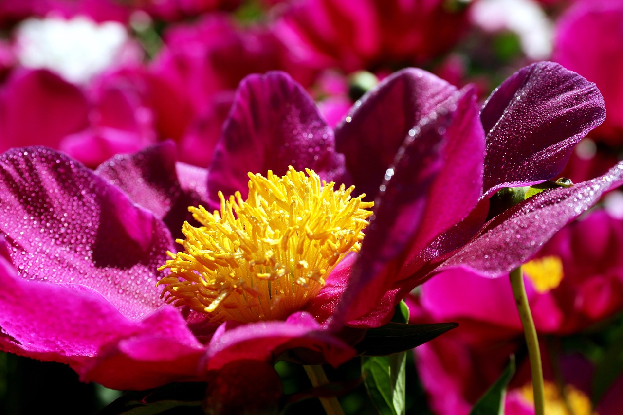 Plus de 3 000 images de Pivoines et de Nature - Pixabay