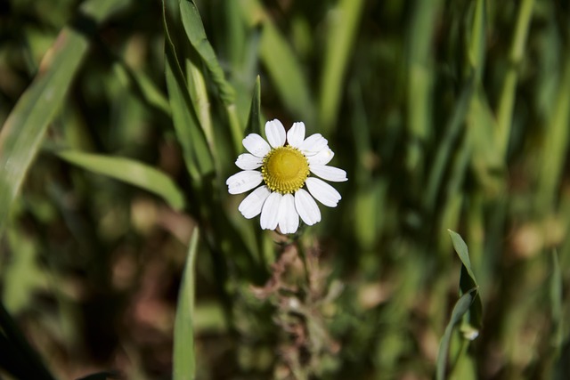 Fleur Daisy Fermer Fleurs - Photo gratuite sur Pixabay - Pixabay