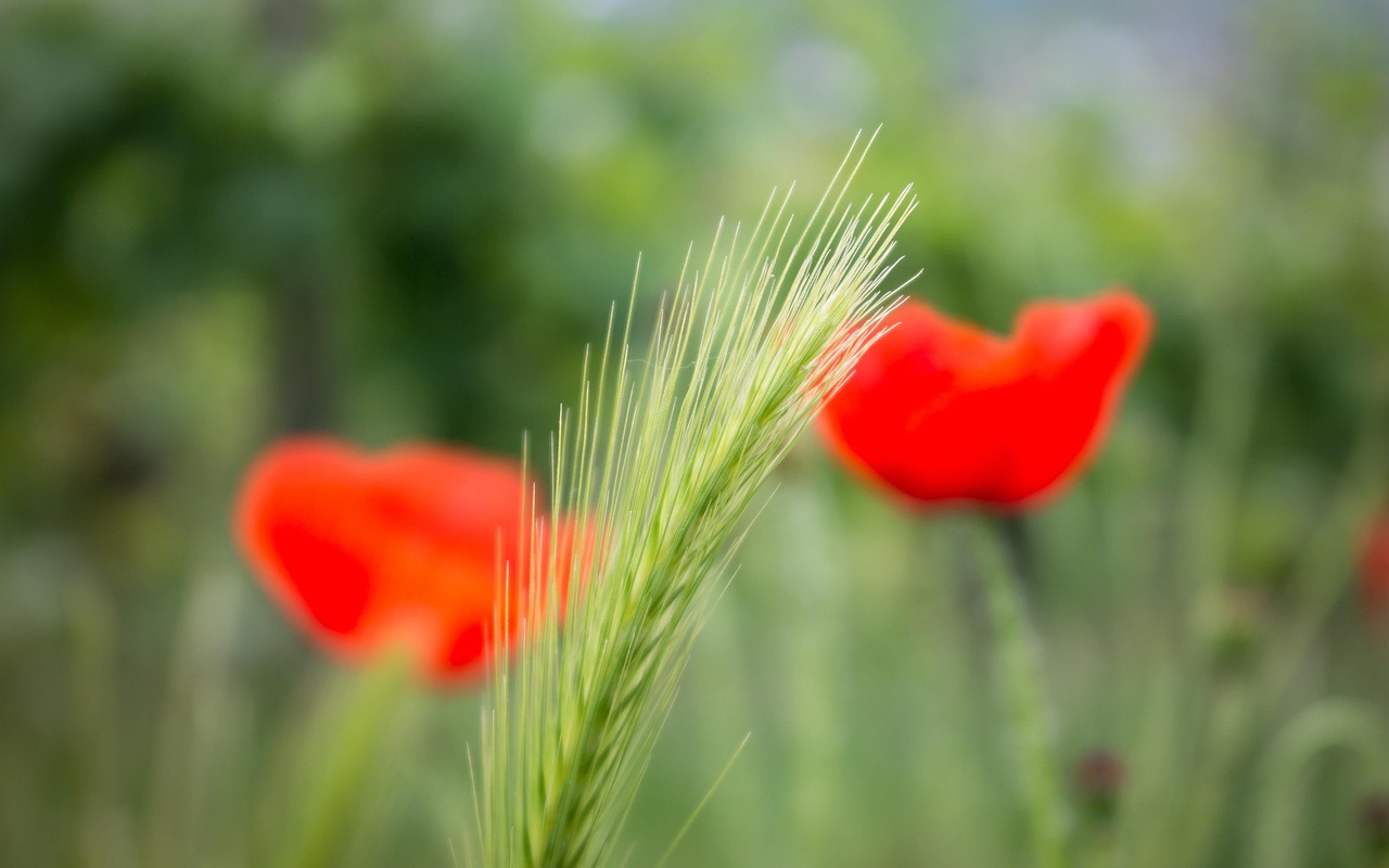 Grasses Poppy Grass Wild - Free photo on Pixabay - Pixabay
