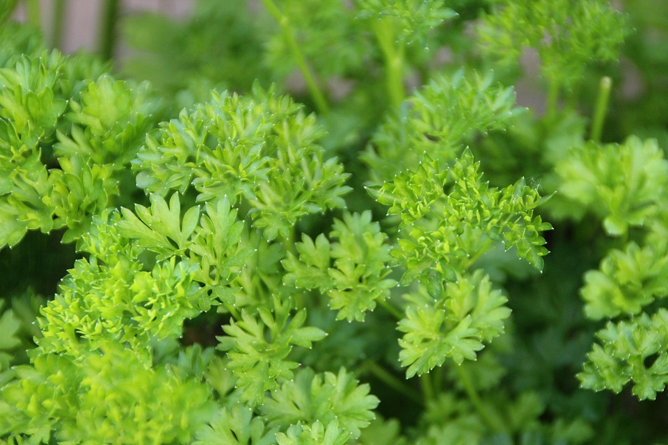 Perejil Hierbas Planta - Foto gratis en Pixabay - Pixabay