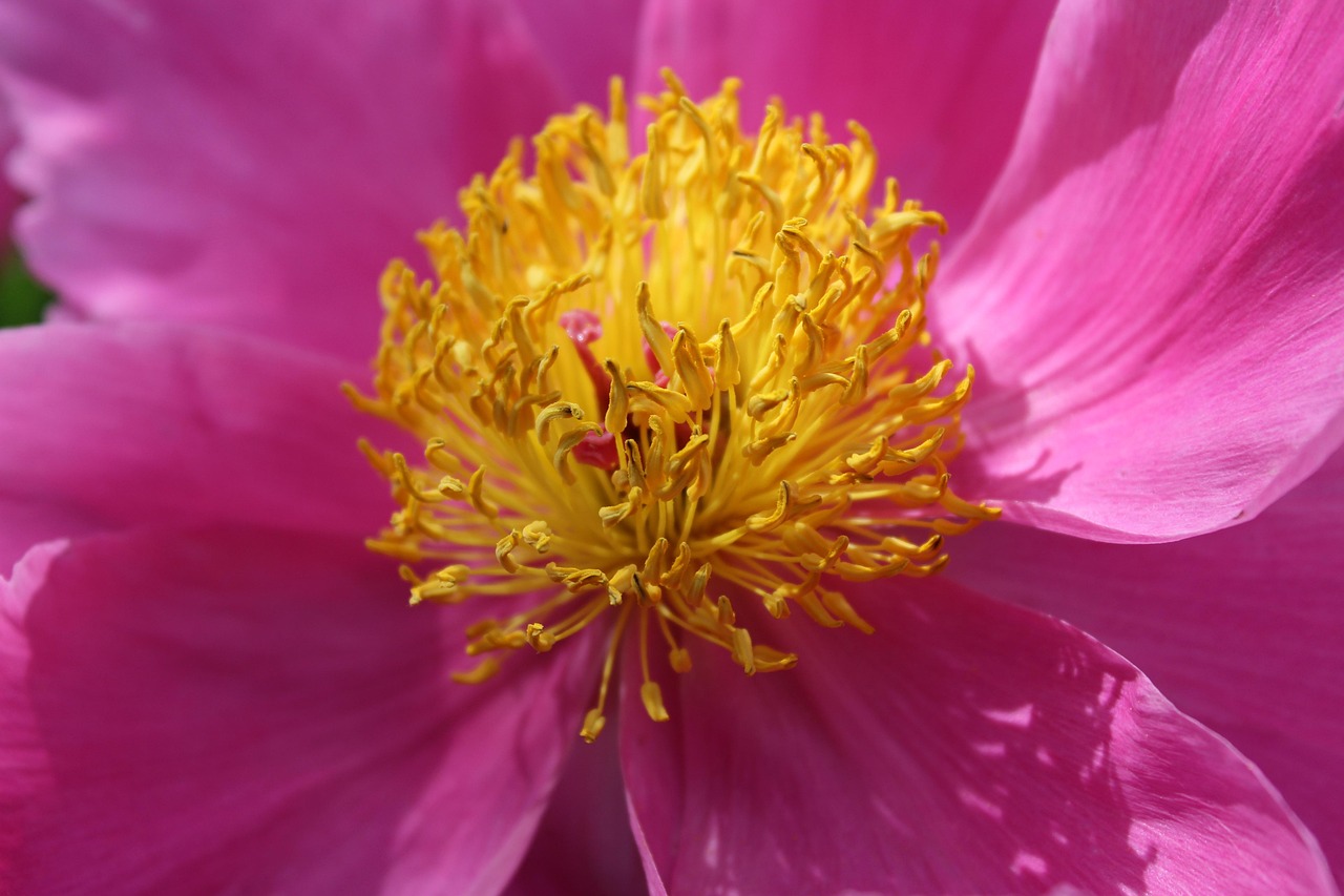 Fleur Pivoine Rose - Photo gratuite sur Pixabay - Pixabay