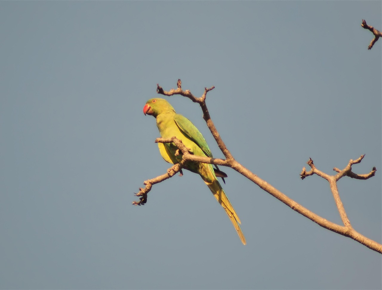 Parakeet Parrot Bird - Free photo on Pixabay