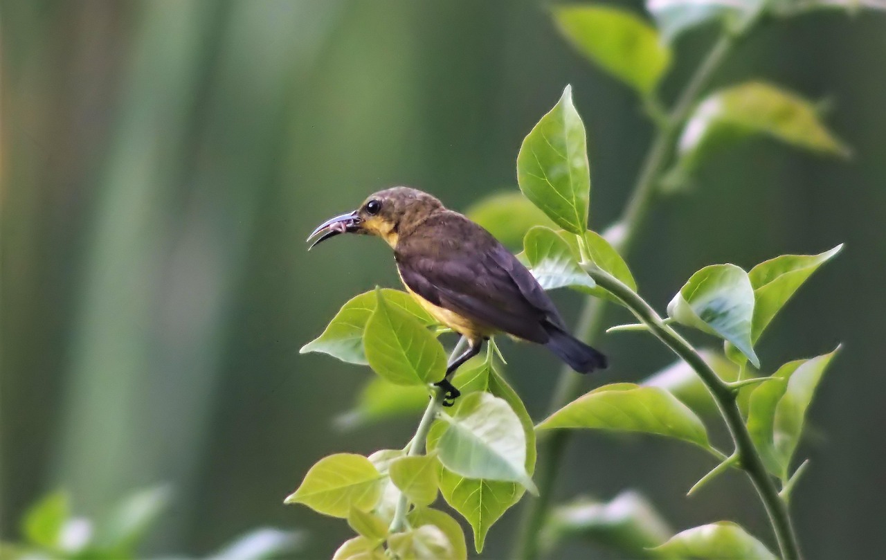 Pájaro Del Sol De Oliva-Back Mujer - Foto gratis en Pixabay - Pixabay