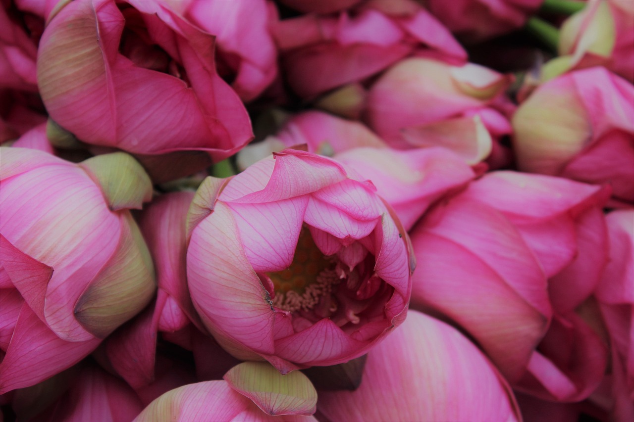 Sen Lotus Summer - Free photo on Pixabay - Pixabay