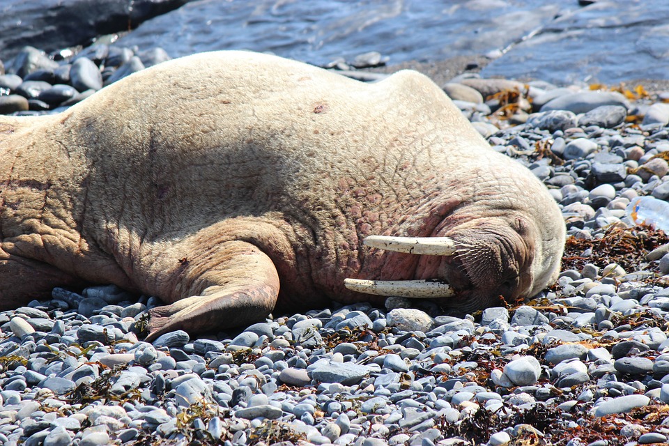 Walrus Scotland Wick - Free photo on Pixabay - Pixabay