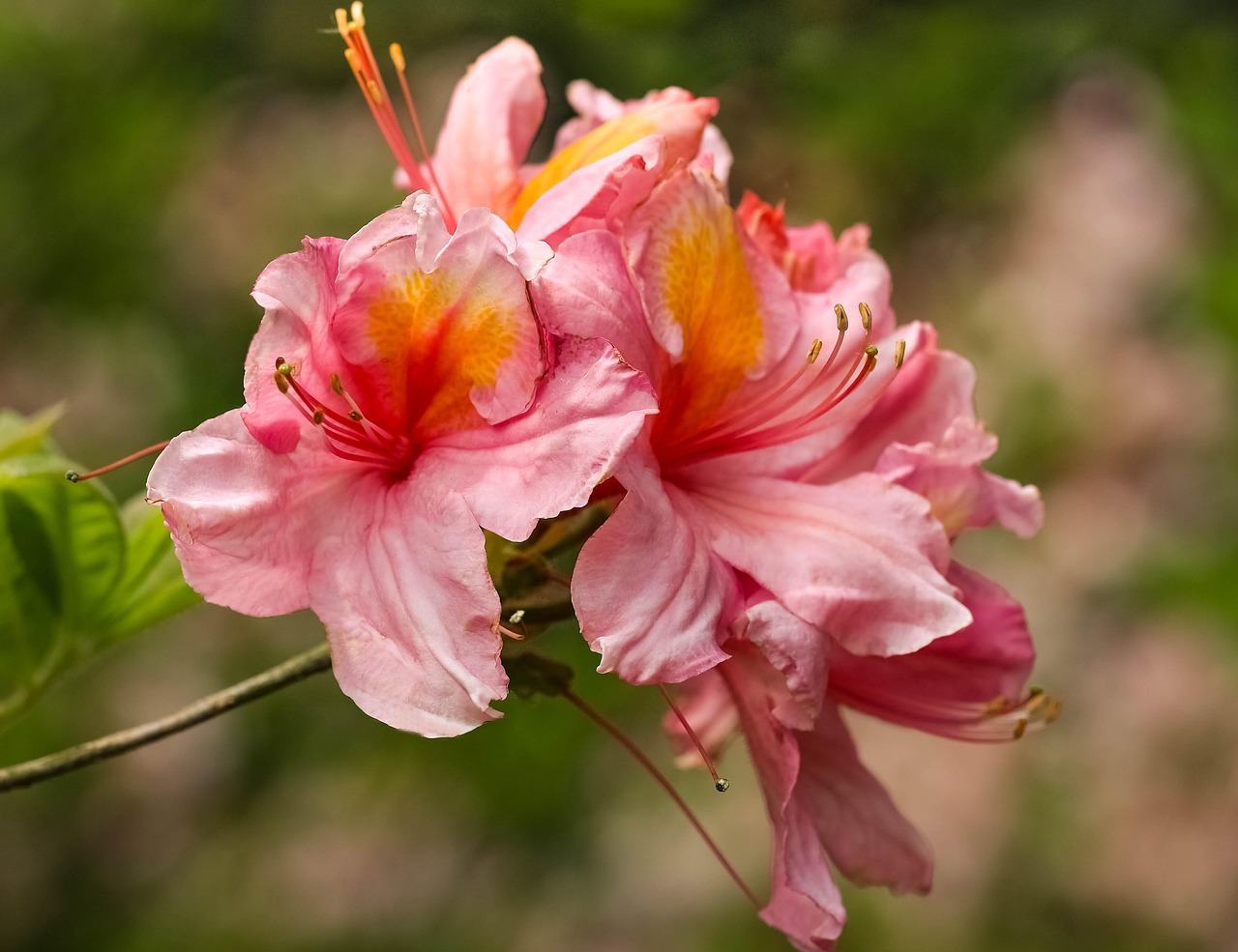 1,000+ Free Azaleas & Nature Images - Pixabay