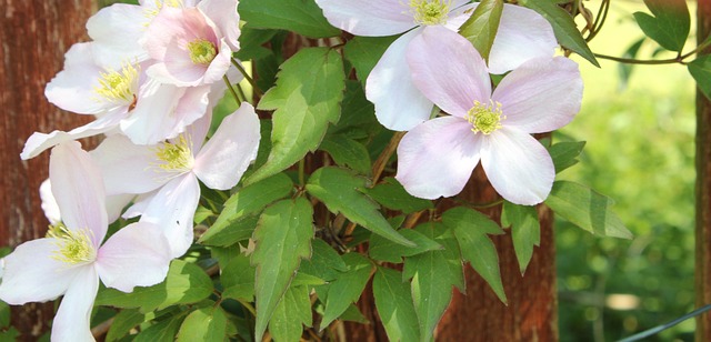 Clematis Flower Climber - Free photo on Pixabay