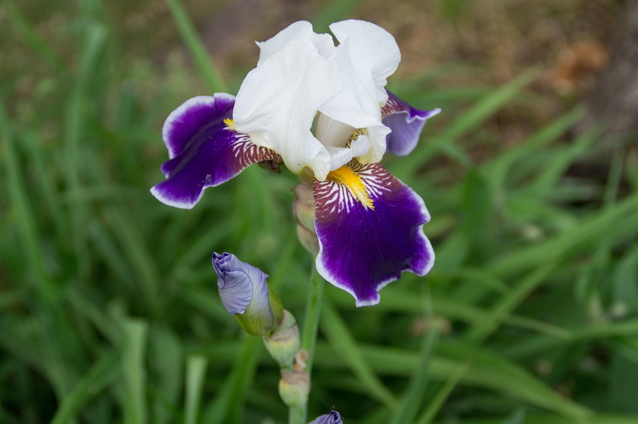 Lirio Flor Cerrar - Foto gratis en Pixabay - Pixabay