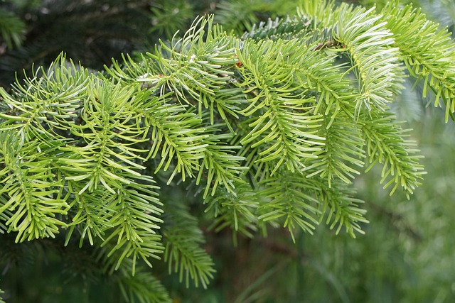 Fir Tree Green Branch - Free photo on Pixabay