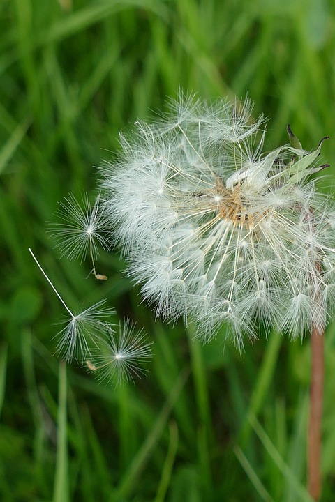 Dandelion Flora Fluff - Free photo on Pixabay - Pixabay