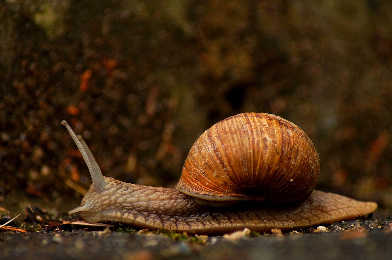 6,000+ Free Slow Motion & Slow Images - Pixabay