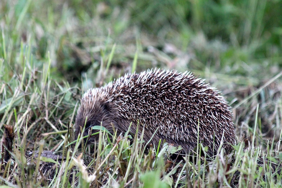 Hérisson Erinaceus Amurensis Le - Photo gratuite sur Pixabay
