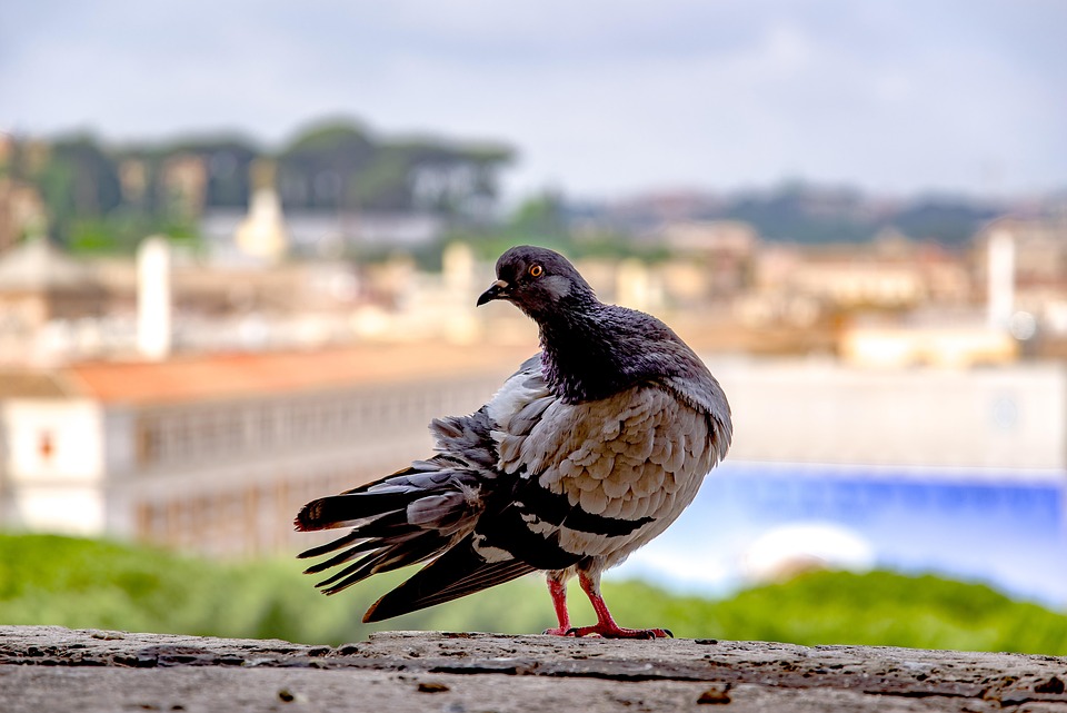 Taube Vogel - Kostenloses Foto auf Pixabay