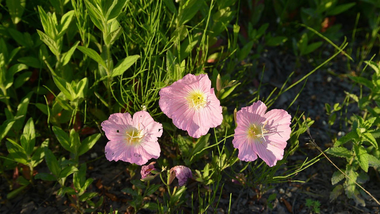 Fleur Sauvage Printemps Fleurs - Photo gratuite sur Pixabay - Pixabay