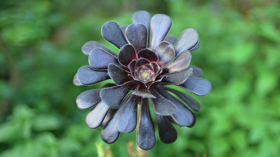 Vild Blomma Våren Wildflower - Gratis foto på Pixabay