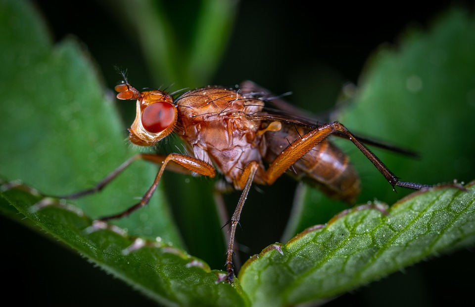 Macro Insect Fly - Free photo on Pixabay - Pixabay