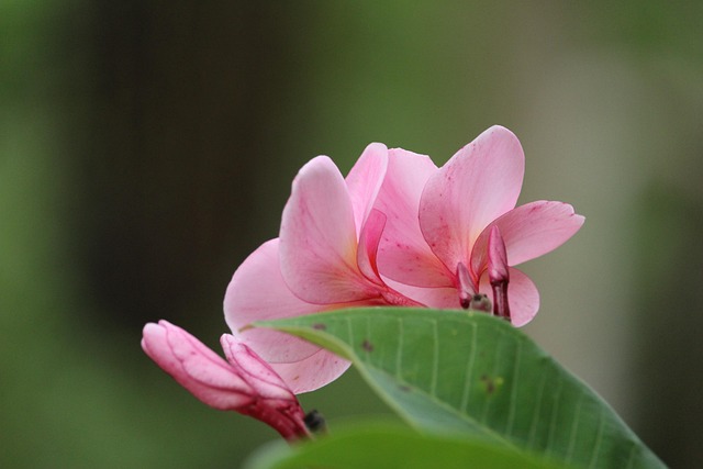 Frangipanier Lan Thom Fleur Fleurs - Photo gratuite sur Pixabay - Pixabay