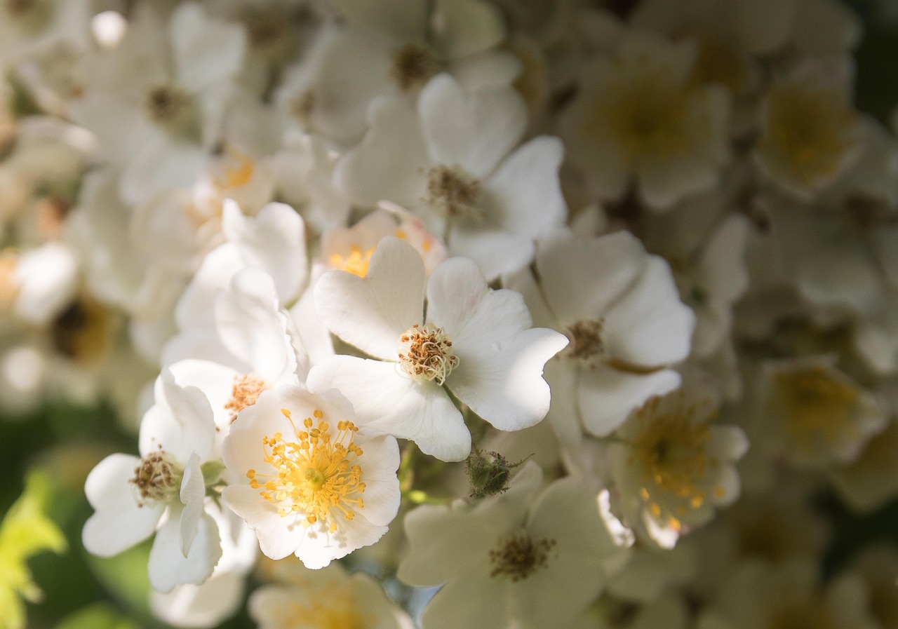 Blomst Blomstre Busk Hvid - Gratis foto på Pixabay - Pixabay