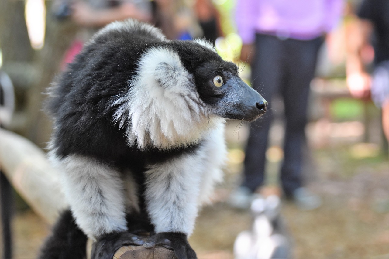 Zoo Lemur - Free photo on Pixabay - Pixabay
