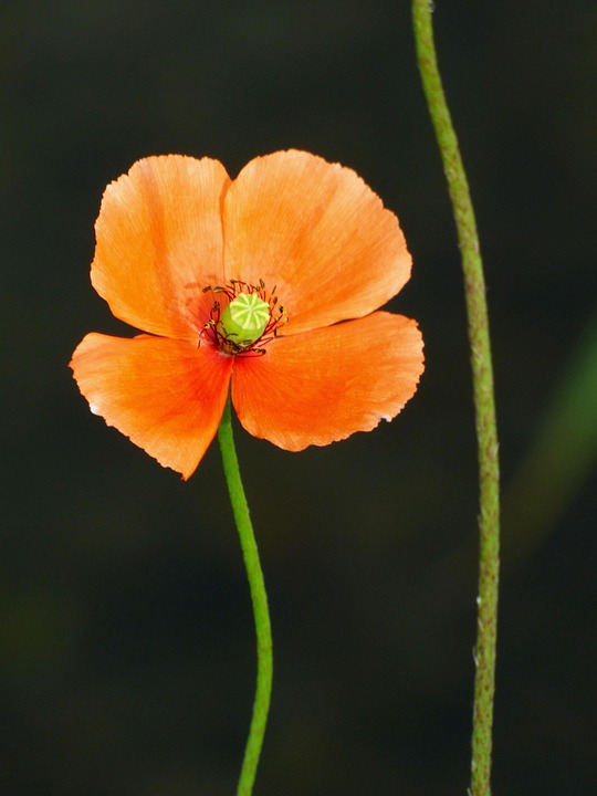 Poppy Alam Bunga - Foto gratis di Pixabay - Pixabay