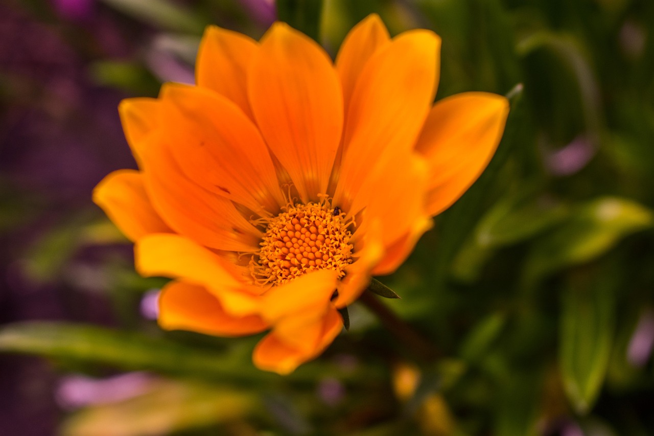 Linda Flor Jardim Primavera - Foto gratuita no Pixabay - Pixabay