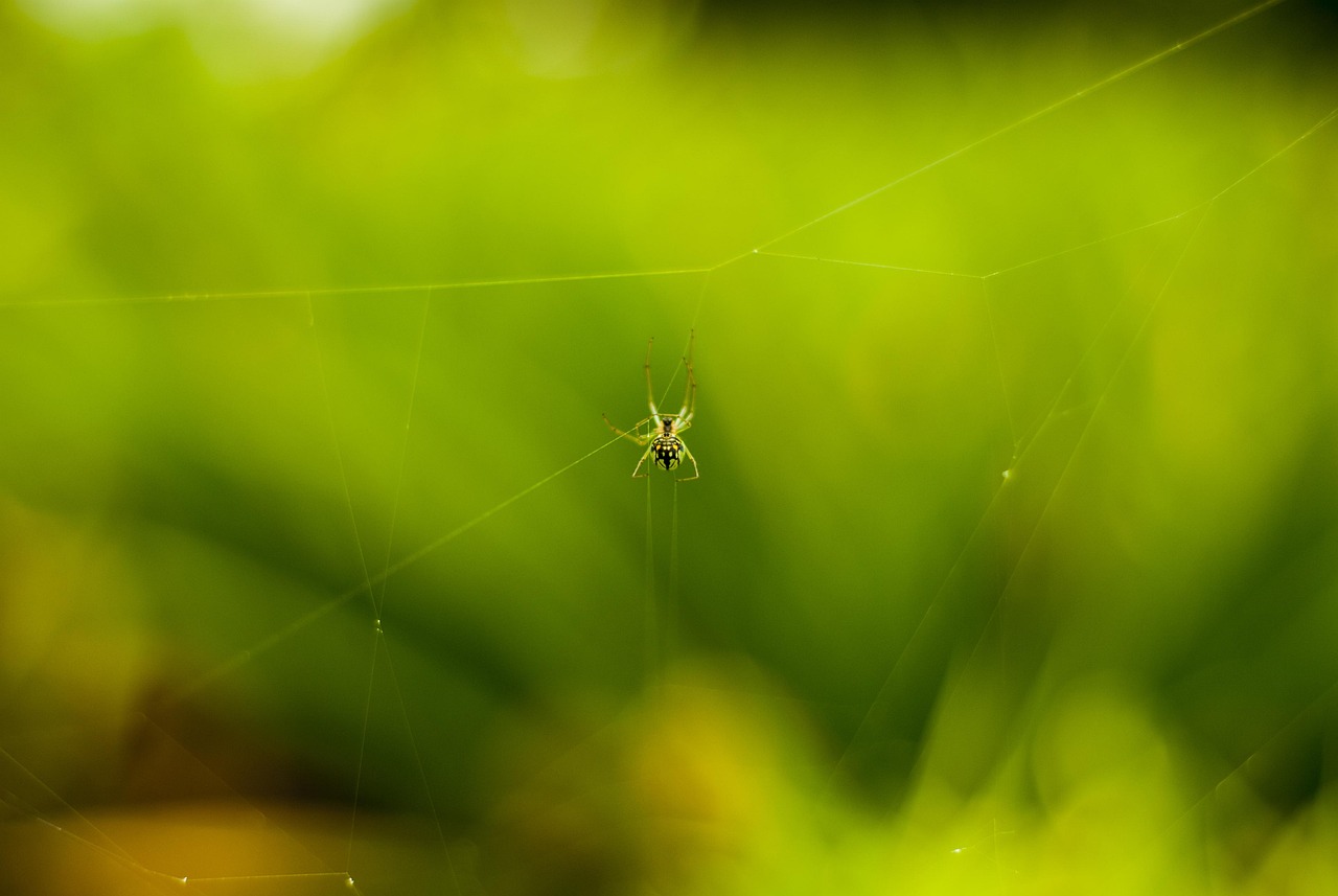 Aranha Pequeno Inseto - Foto gratuita no Pixabay - Pixabay