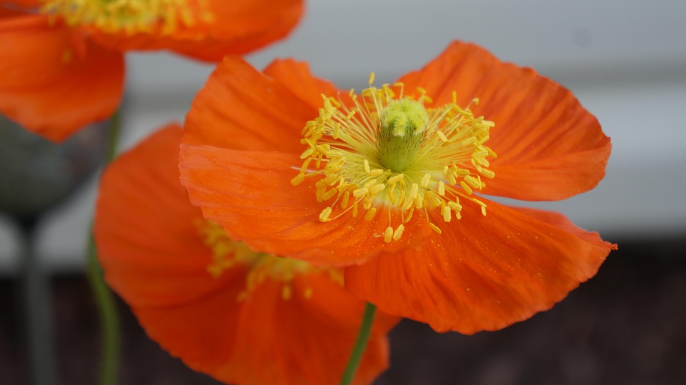 Flower Poppy Petal - Free photo on Pixabay - Pixabay
