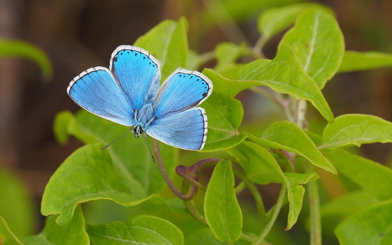 1,000+ Free Azure & Nature Images - Pixabay