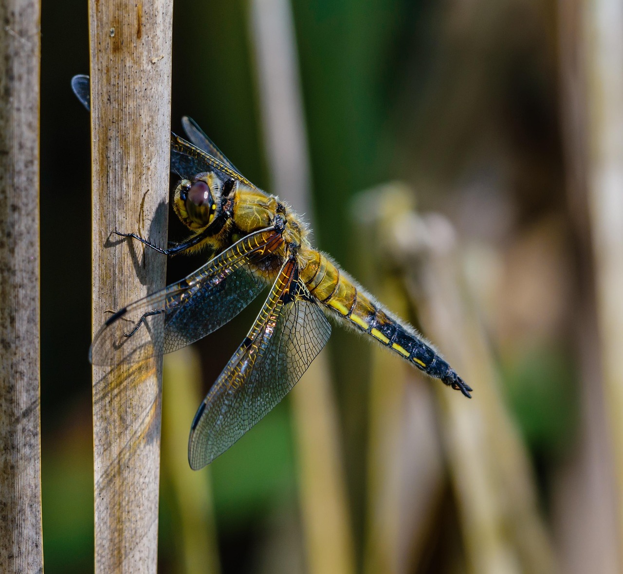 Dragonfly Insect Nature - Free photo on Pixabay